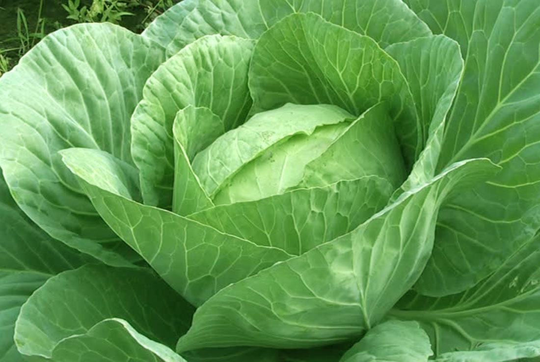 Grow For Me | Browse through our Farms