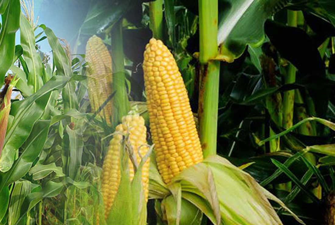 Grow For Me | Browse through our Farms