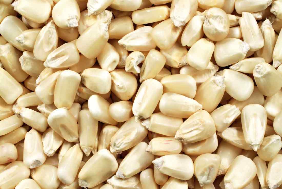 Grow For Me | Maize Trade