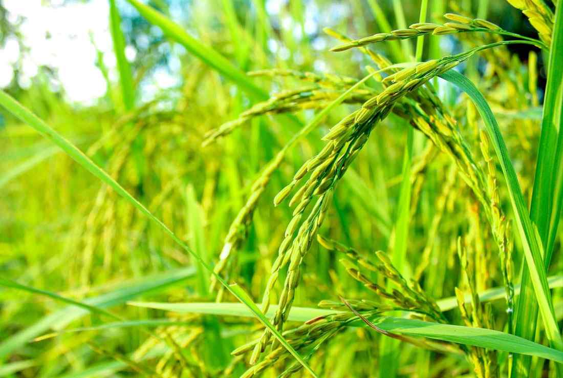 Grow For Me | Browse through our Farms